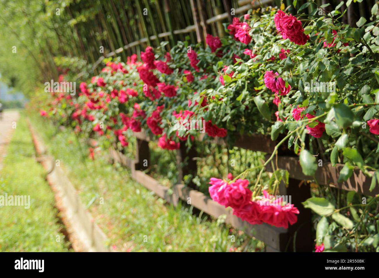 Spring park scenery with bamboo and roses and road in Namgang, Jinju ...