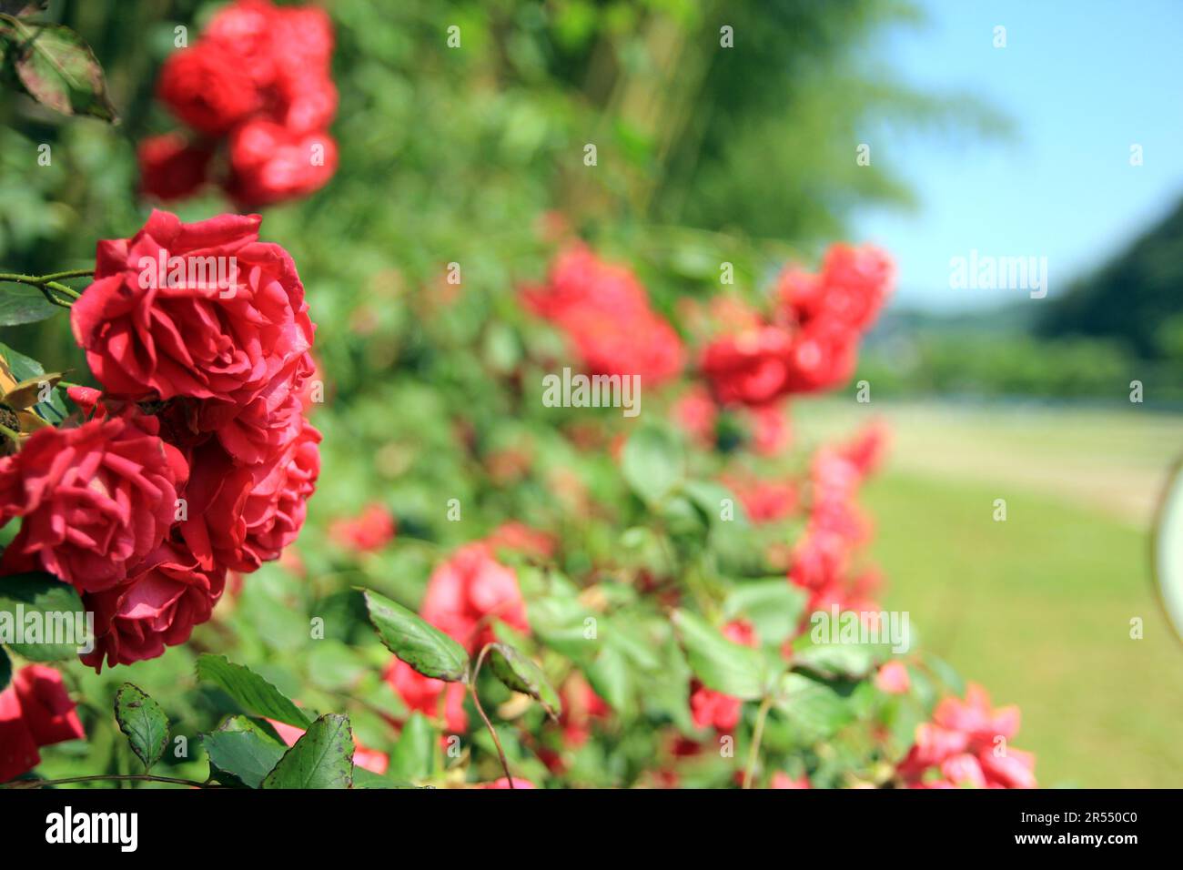 Spring garden road hi-res stock photography and images - Alamy