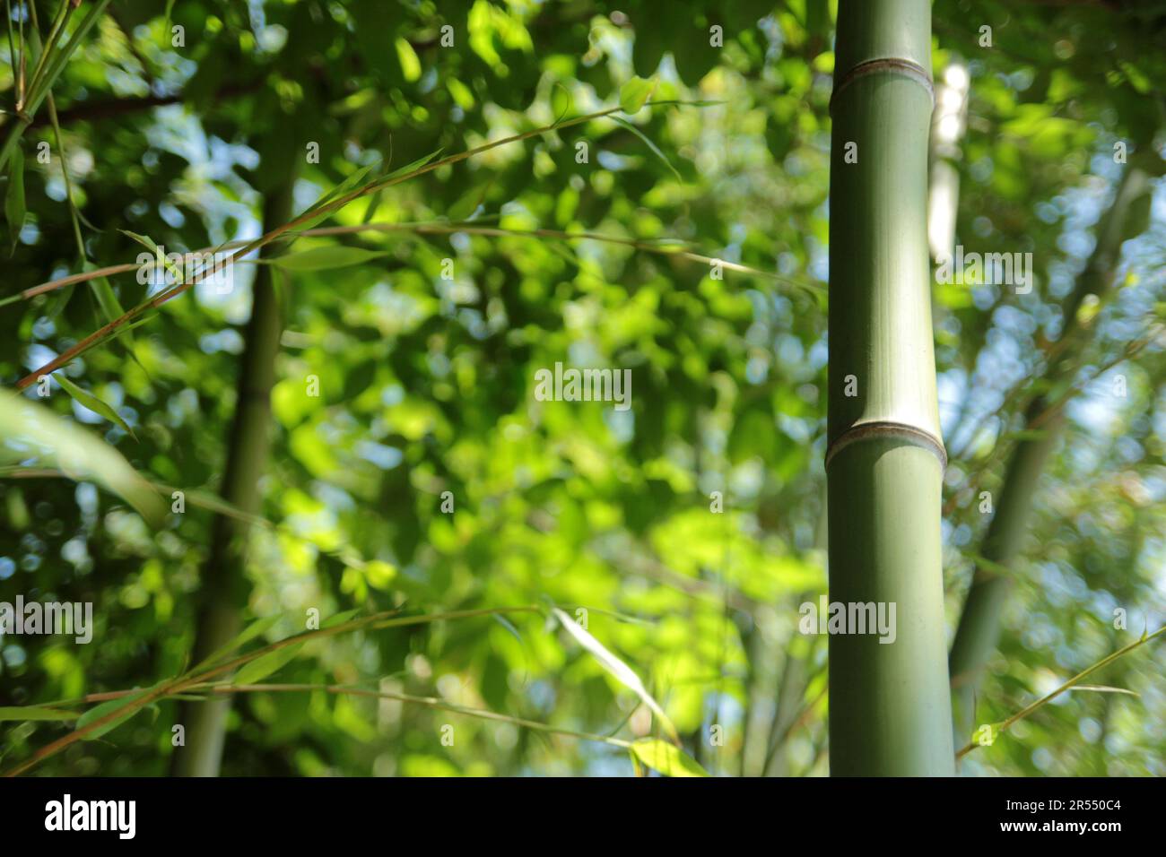 Spring park scenery with bamboo and roses and road in Namgang, Jinju ...