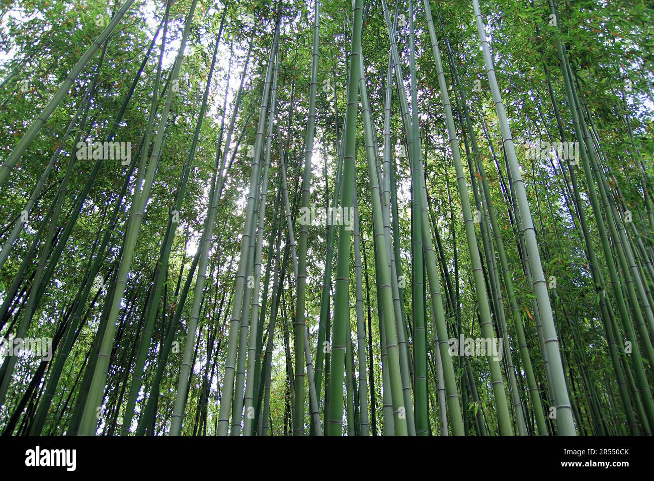 Spring park scenery with bamboo and roses and road in Namgang, Jinju ...