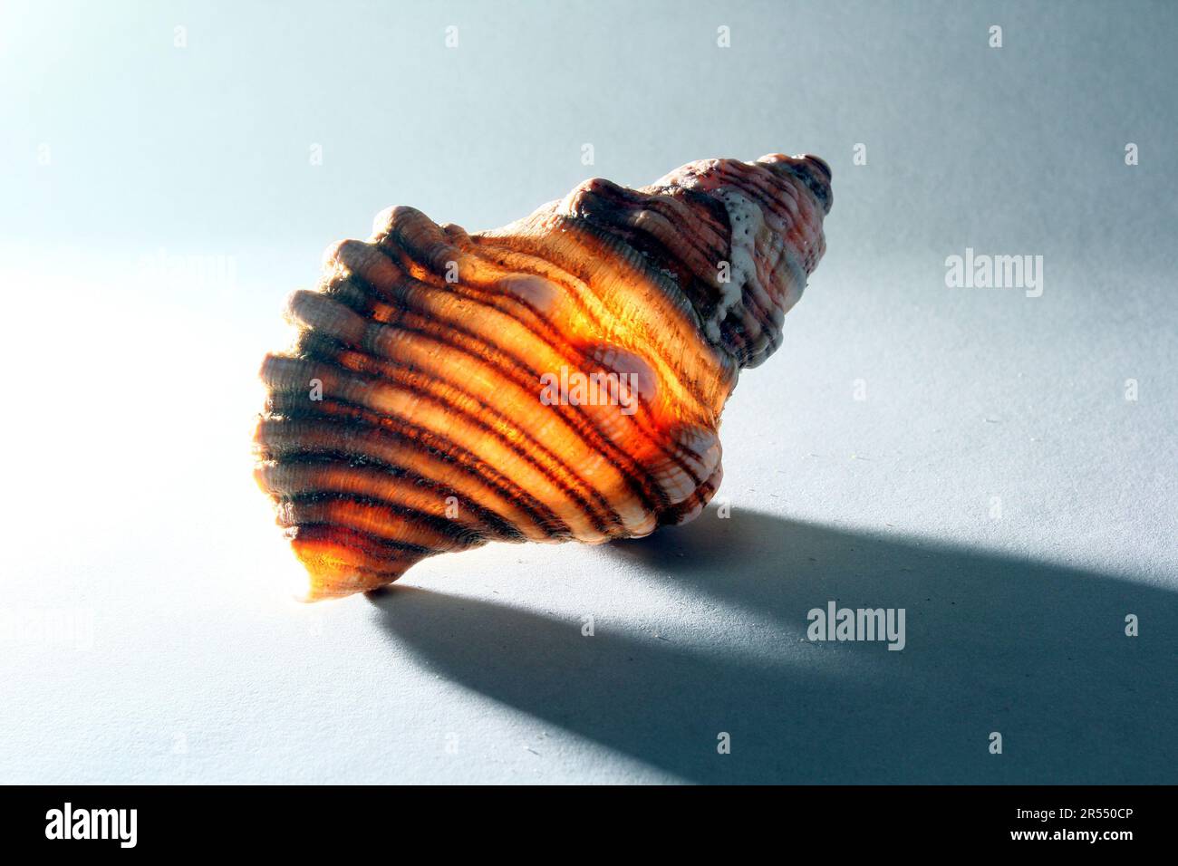 Studio close-up shot of a back lit striped sea shell showing orange ...