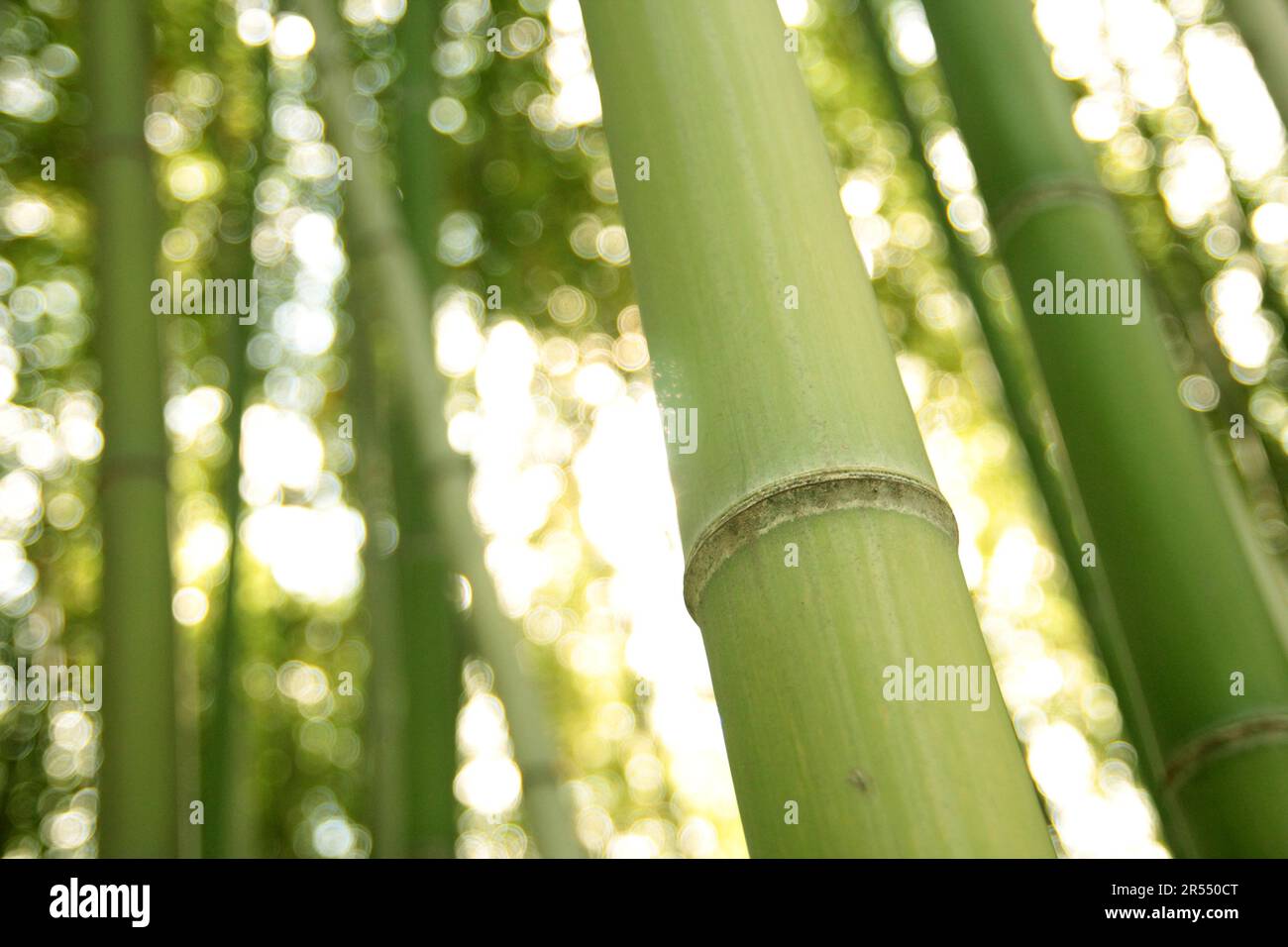 Spring park scenery with bamboo and roses and road in Namgang, Jinju ...