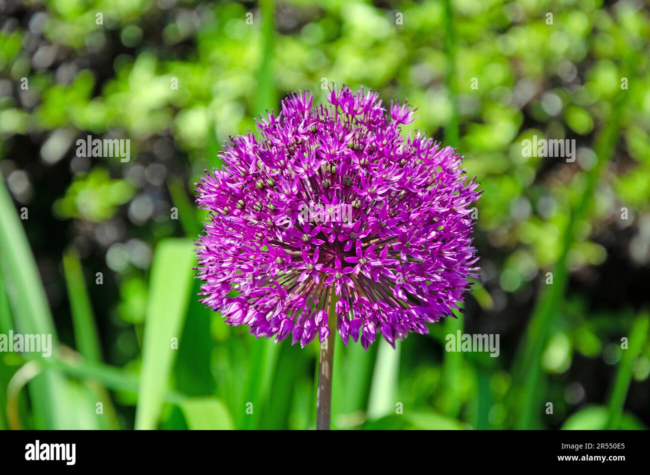 Close up full frame image of giant onion flowers. Allium giganteum ...
