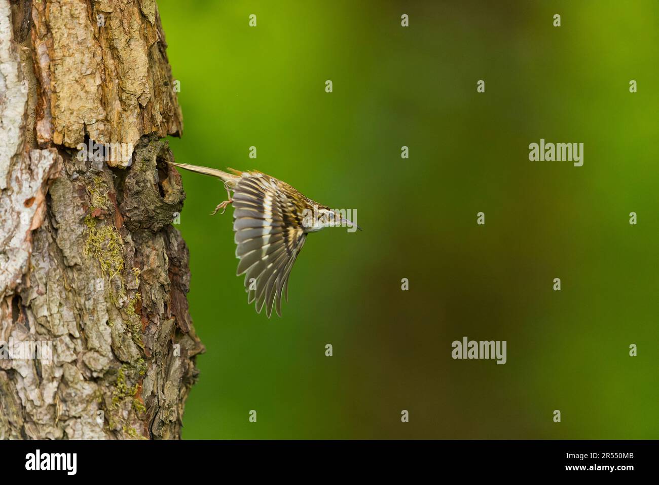 Common treecreeper Certhia familiaris, adult flying from nest hole ...