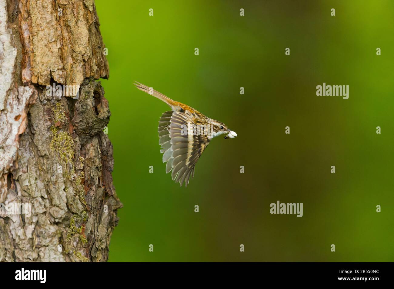 Common treecreeper Certhia familiaris, adult flying from nest hole with ...