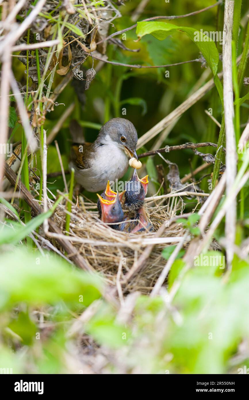 Common whitethroat Sylvia communis, adult male feeding wolf spider egg ...