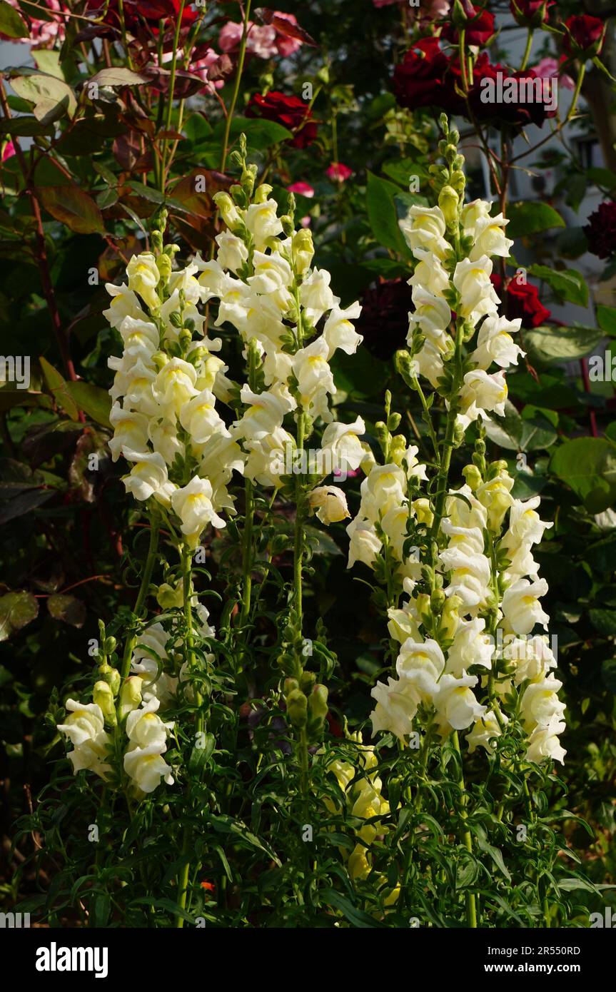 Snapdragons white flowers in a garden in the sunlight Stock Photo - Alamy