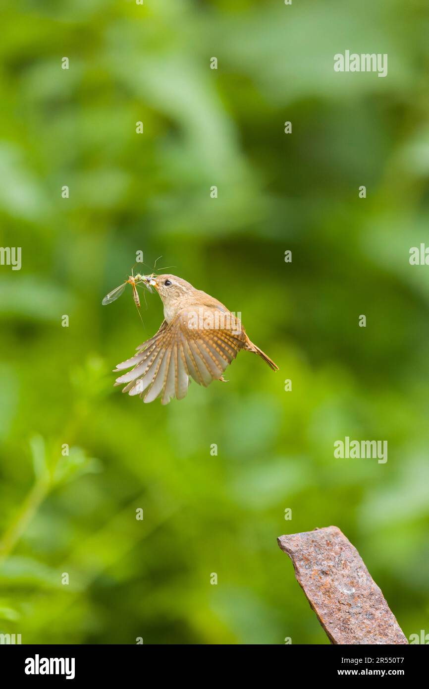 Wren flying hi-res stock photography and images - Alamy