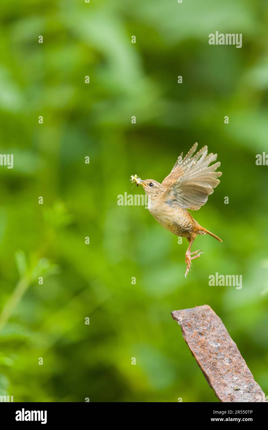 Wren flying hi-res stock photography and images - Alamy