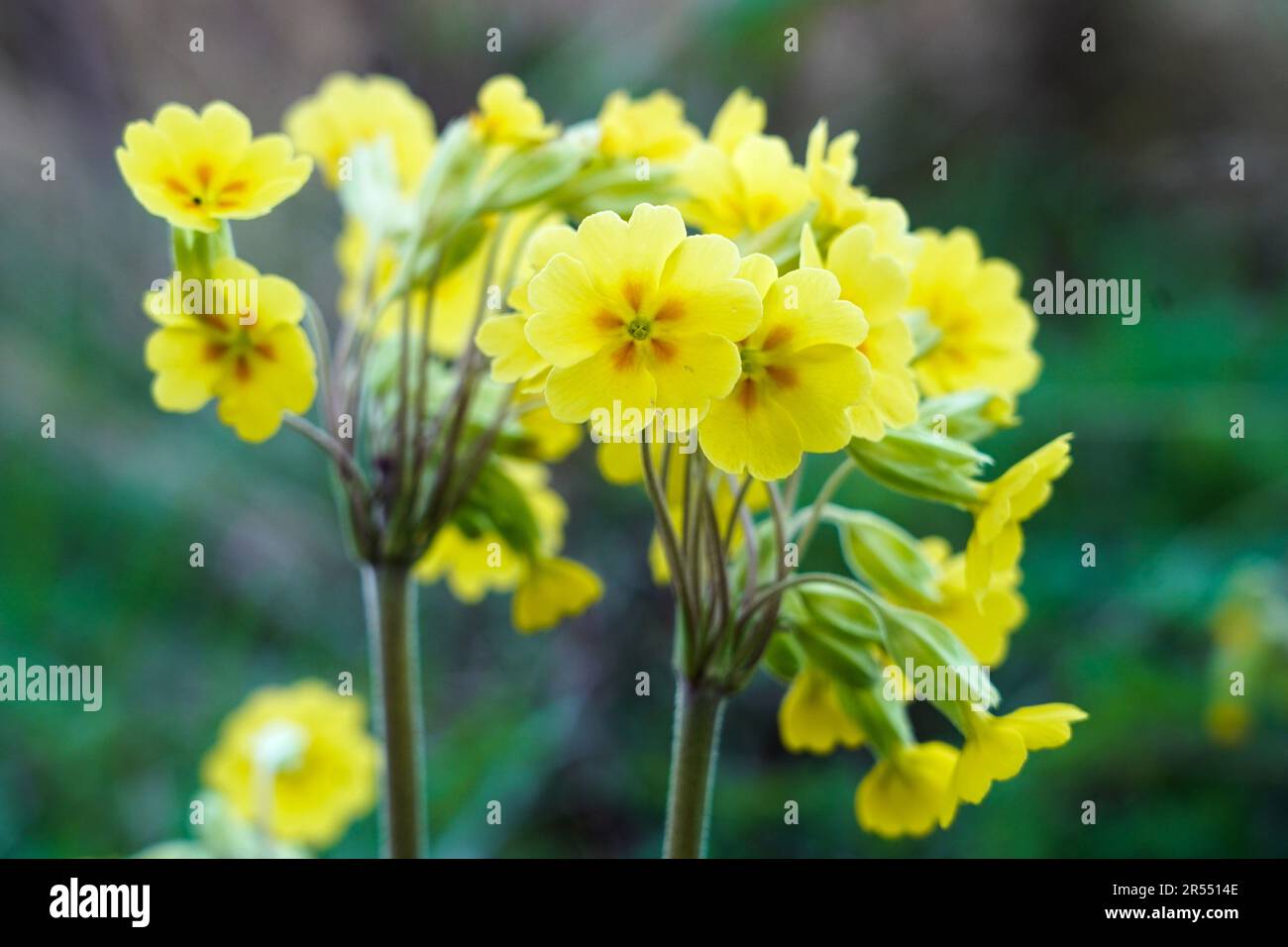 A flowring Primrose in early spring Stock Photo - Alamy