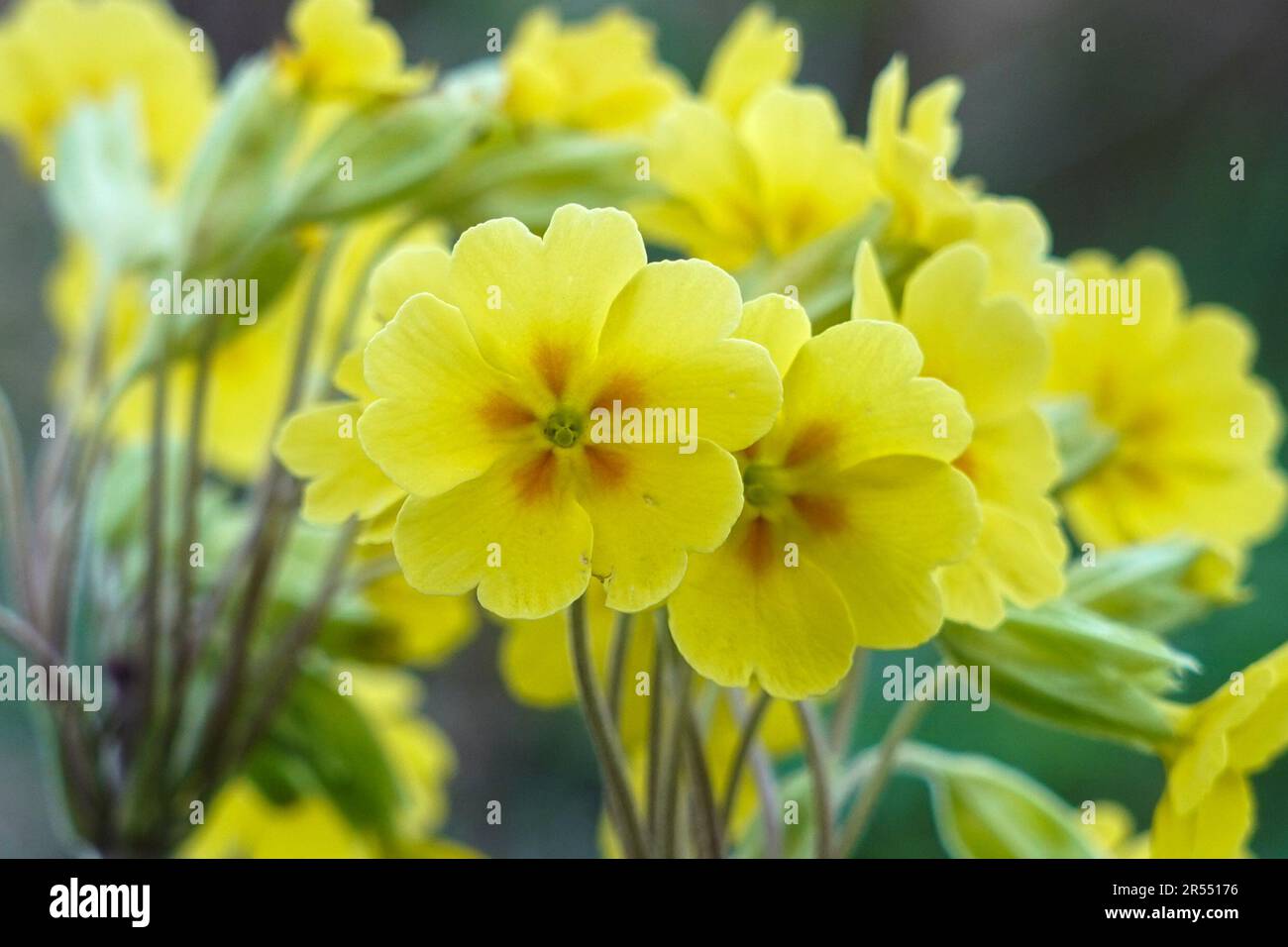 Spring flowring hi-res stock photography and images - Alamy