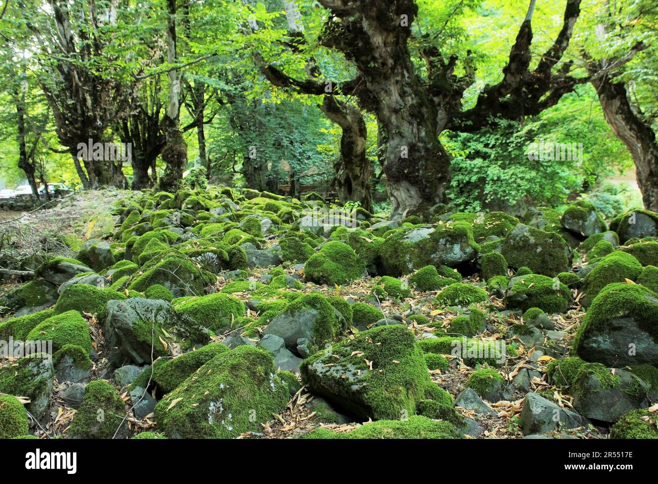 Rocks covered with green moss in the forest Stock Photo - Alamy