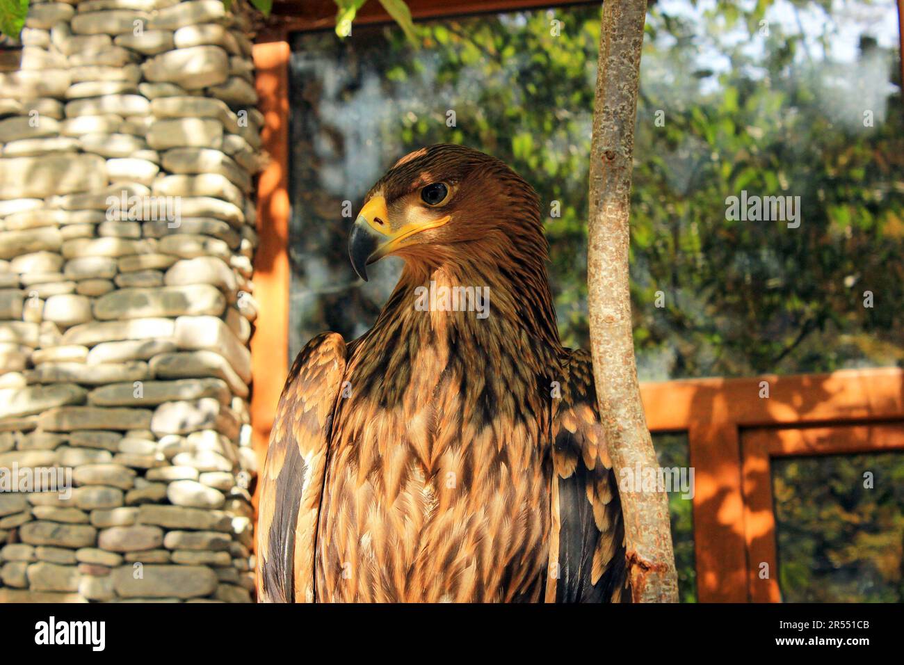 A beautiful adult eagle with a wild look Stock Photo - Alamy