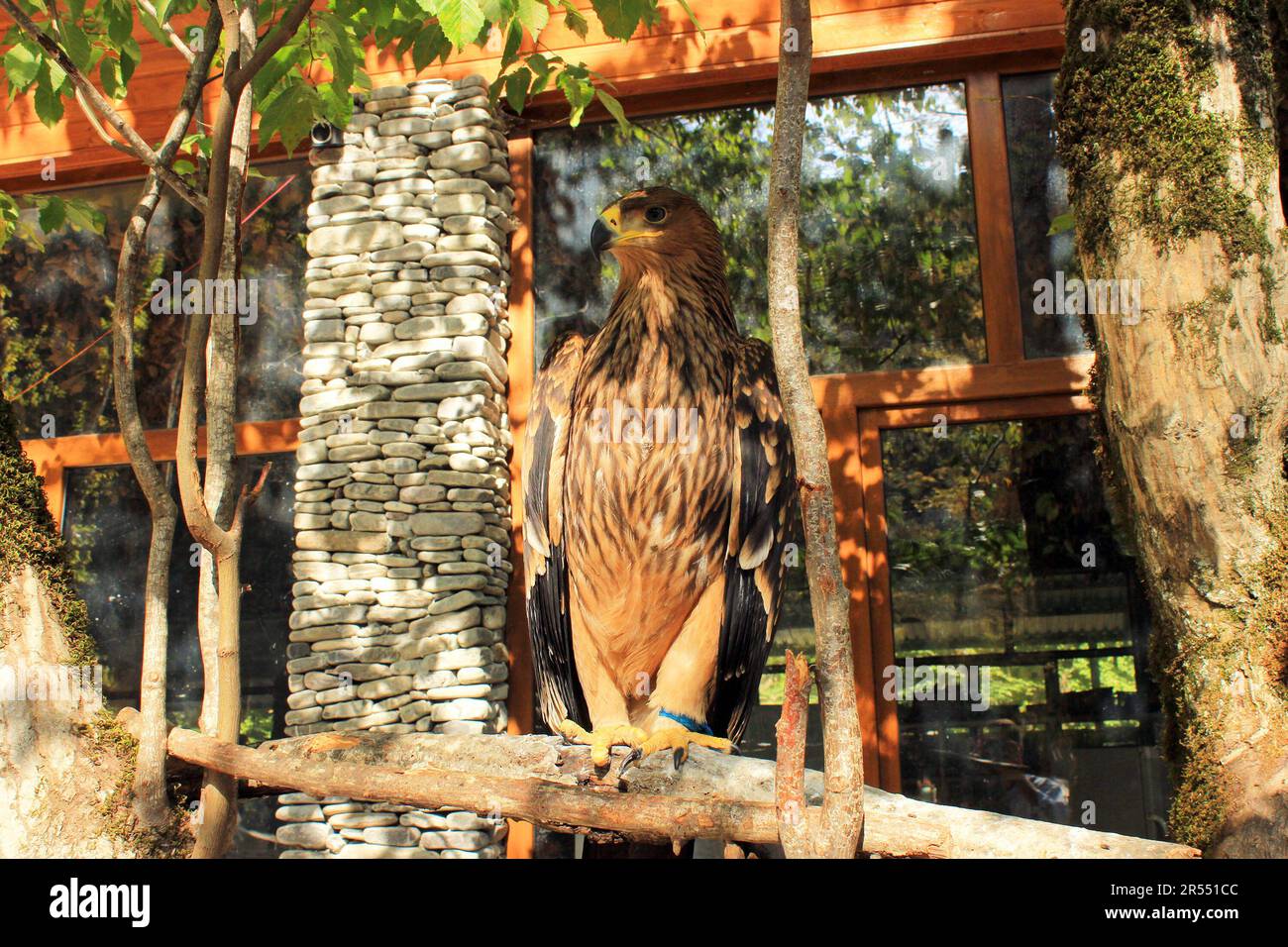 A beautiful adult eagle with a wild look Stock Photo - Alamy