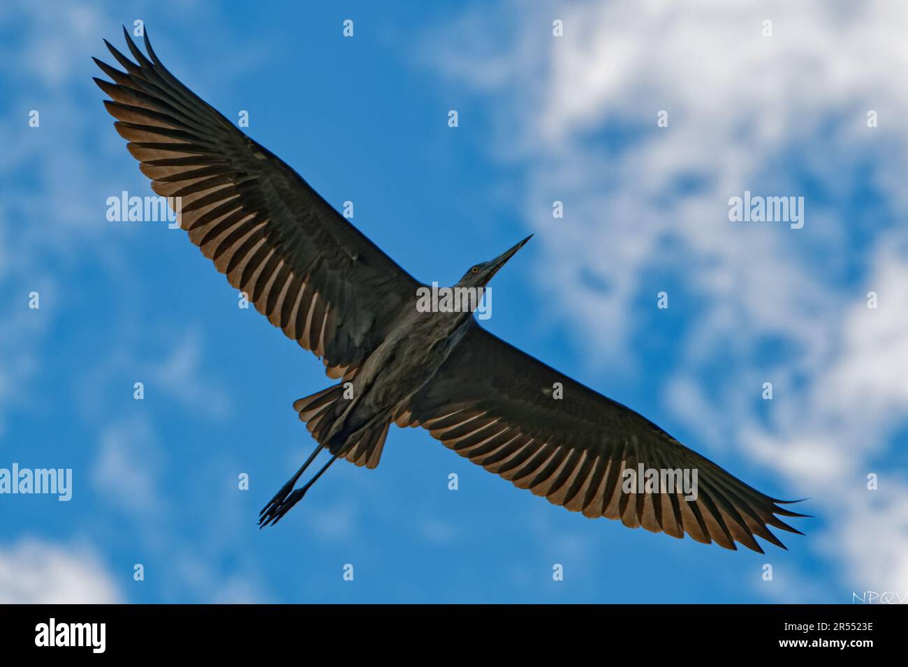 Oiseaux de madagascar hi-res stock photography and images - Alamy