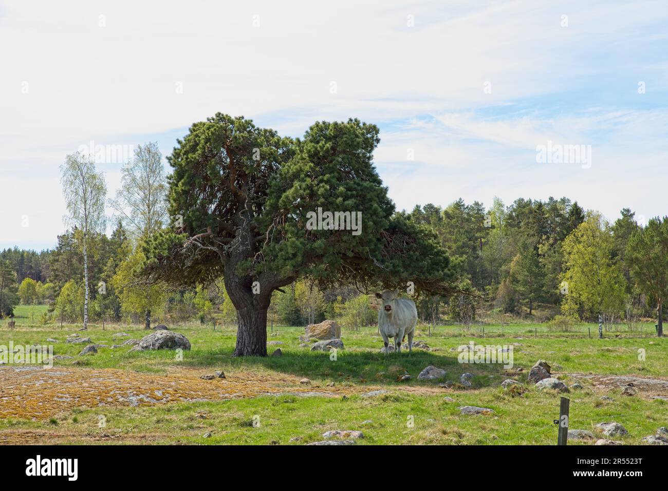Cow under tree hi-res stock photography and images - Alamy