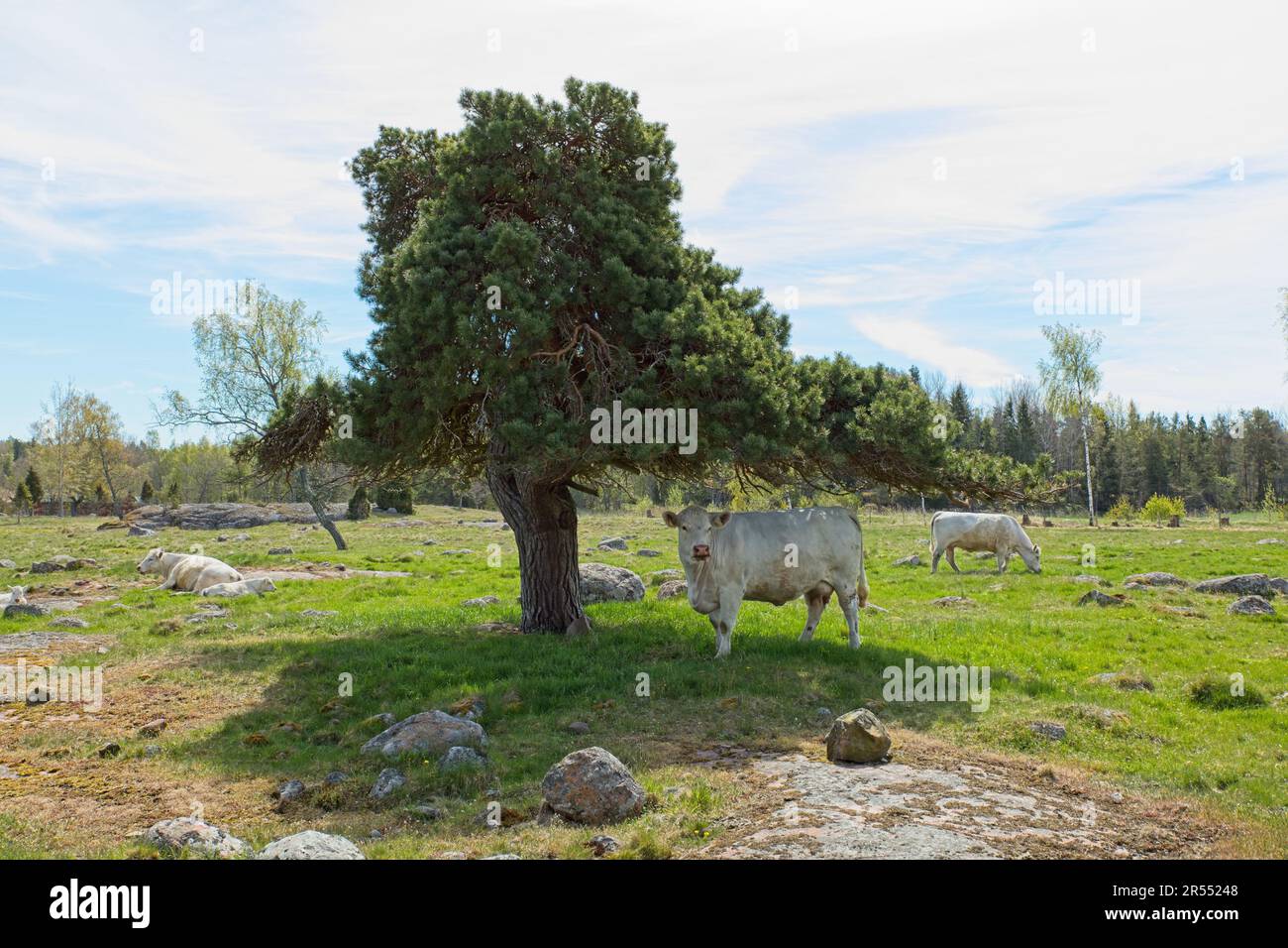 Cow standing under a tree in shade in a field in sunny spring weather ...