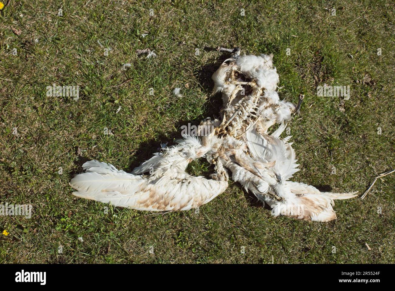 Beak swan dead swan white hi-res stock photography and images - Alamy