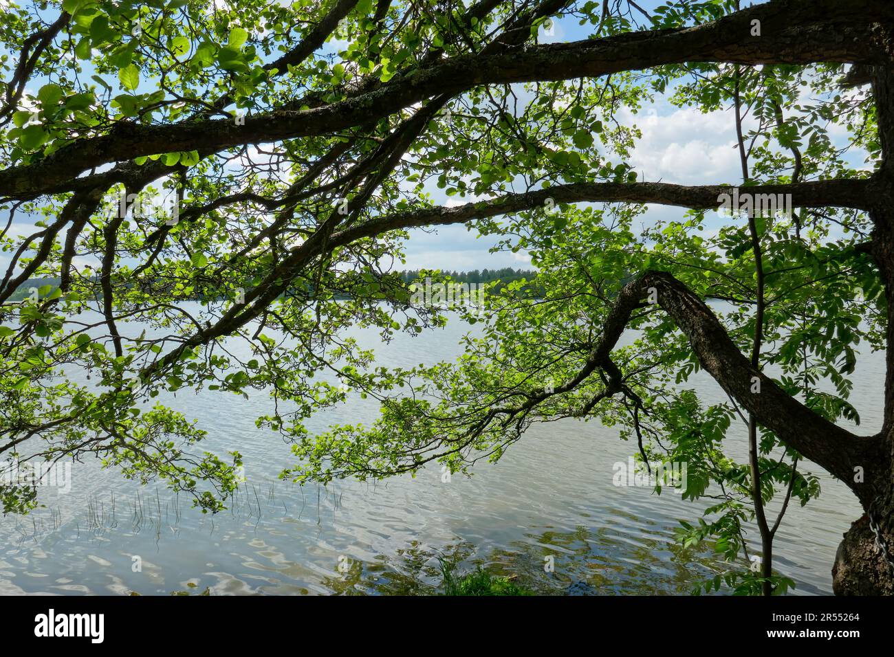 Tree branches over lake in summer Stock Photo - Alamy