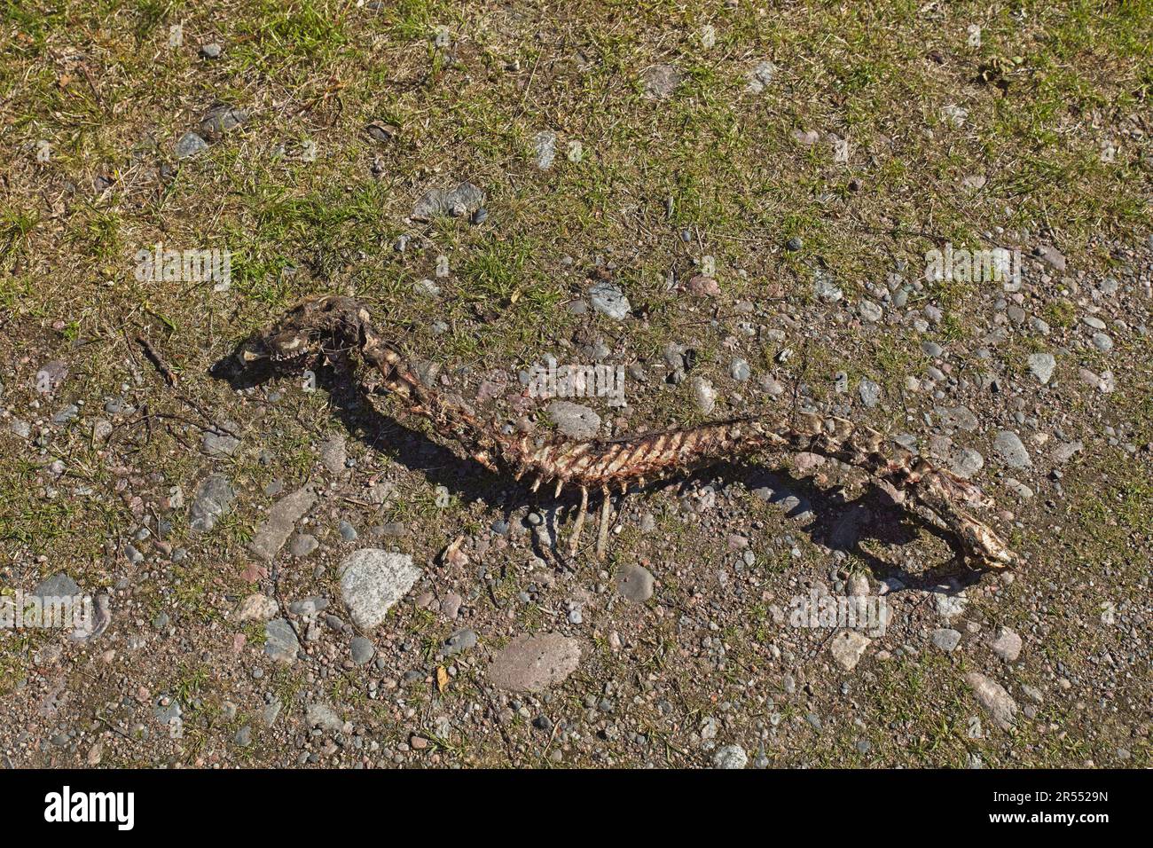Skeleton remains of deer skull and spine Stock Photo - Alamy