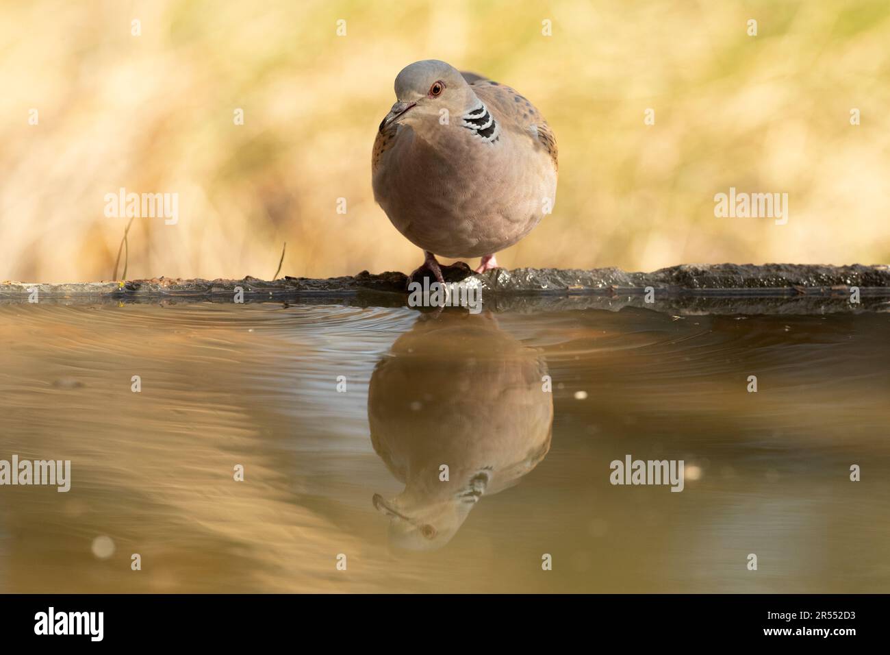European turtle Dove with the first light of the morning at a water ...