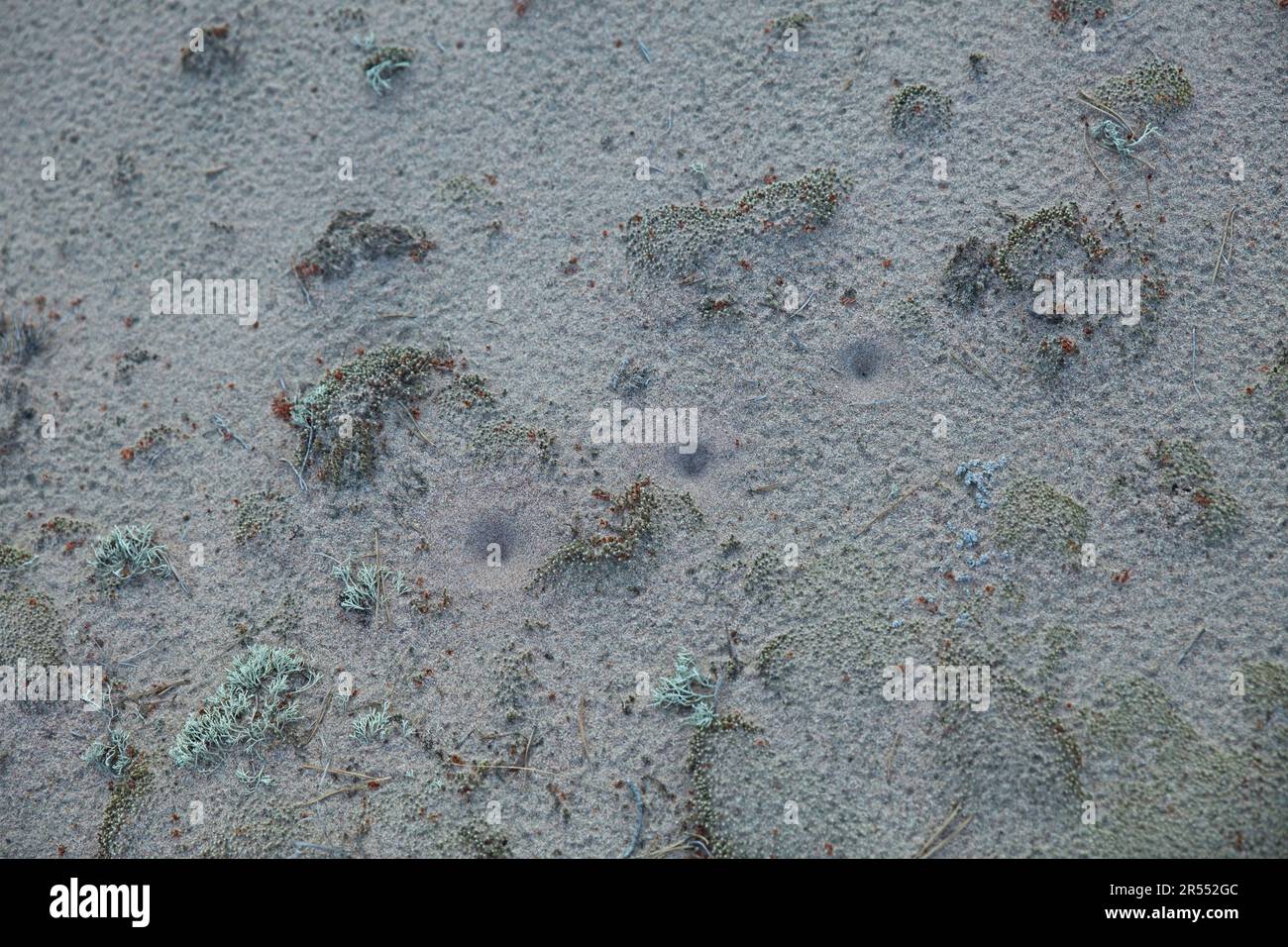 Closeup sand pit trap of an antlion larva Stock Photo - Alamy