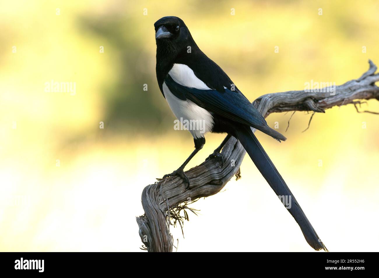 Common magpie in a Mediterranean forest with the first morning lights ...