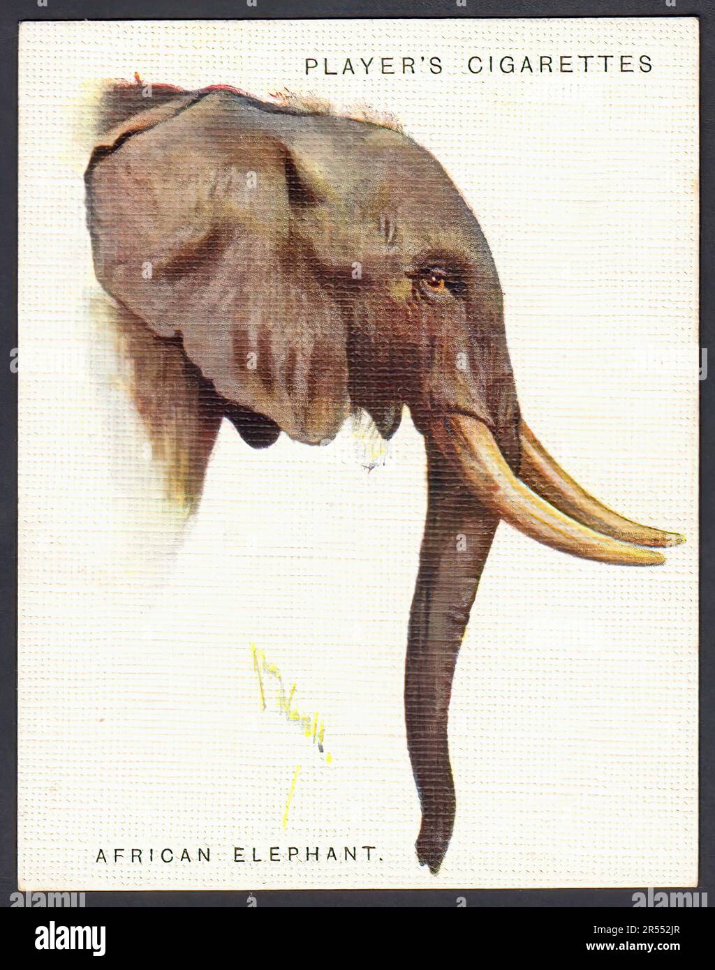African Elephant - Vintage Cigarette Card Stock Photo - Alamy
