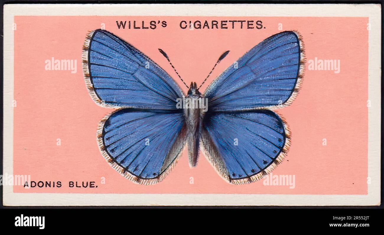 Adonis Blue Butterfly - Vintage Cigarette Card Stock Photo - Alamy