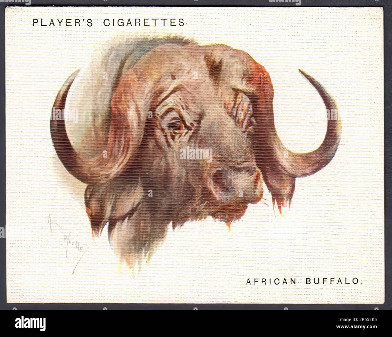 African Buffalo - Vintage Cigarette Card Stock Photo - Alamy