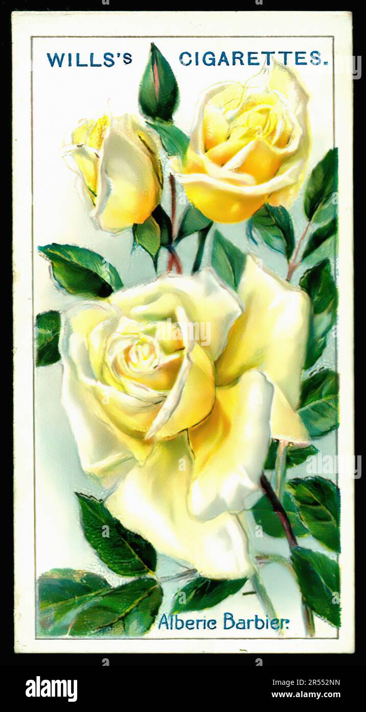 Alberic Barbier Rose - Vintage Cigarette Card Stock Photo - Alamy