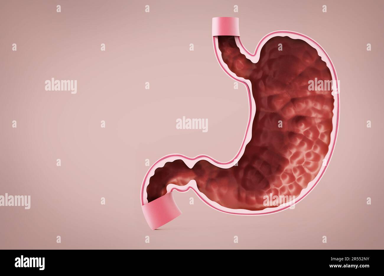 Human stomach illustration with detailed layers. 3D illustration Stock ...
