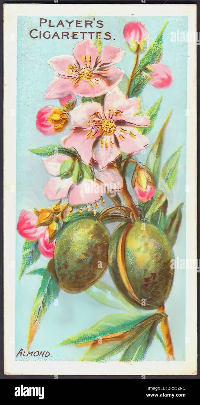 Almond - Vintage Cigarette Card Stock Photo - Alamy