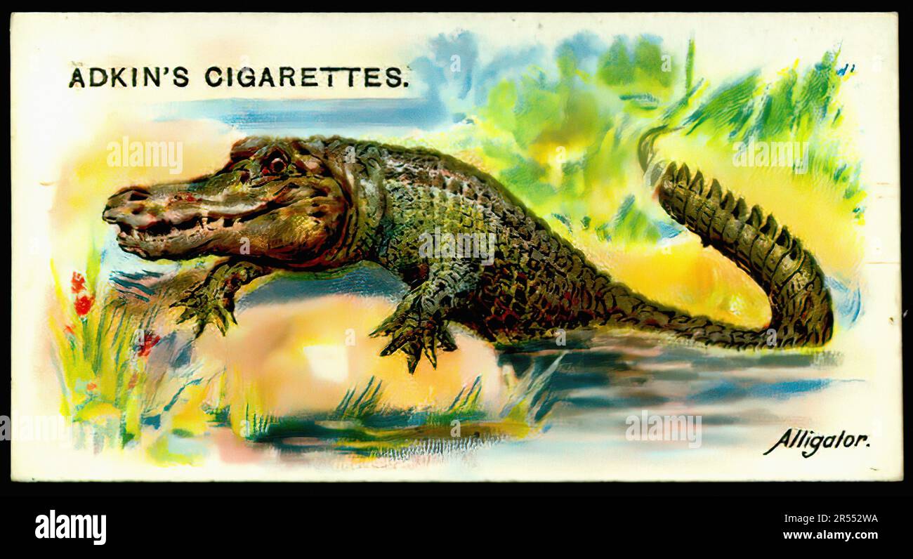 Alligator - Vintage Cigarette Card Stock Photo - Alamy