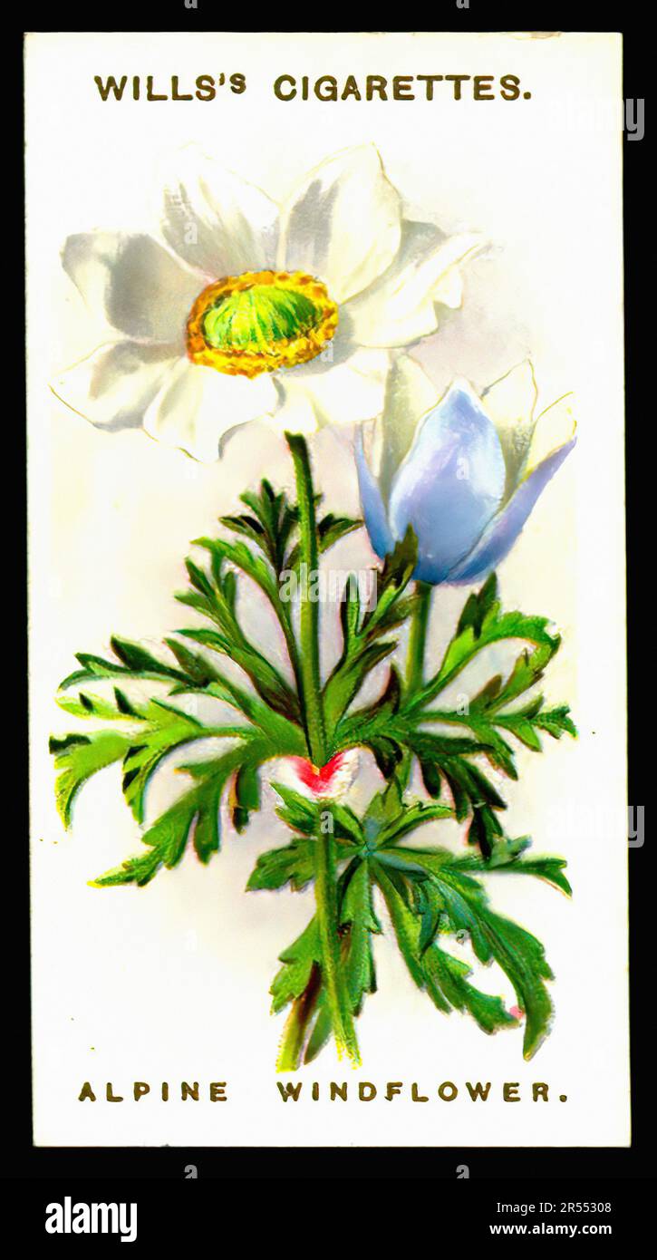 Alpine Windflower - Vintage Cigarette Card Stock Photo - Alamy