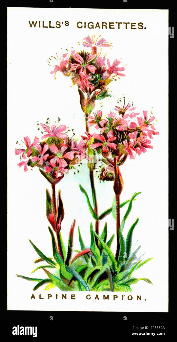 Alpine Campion - Vintage Cigarette Card Stock Photo - Alamy