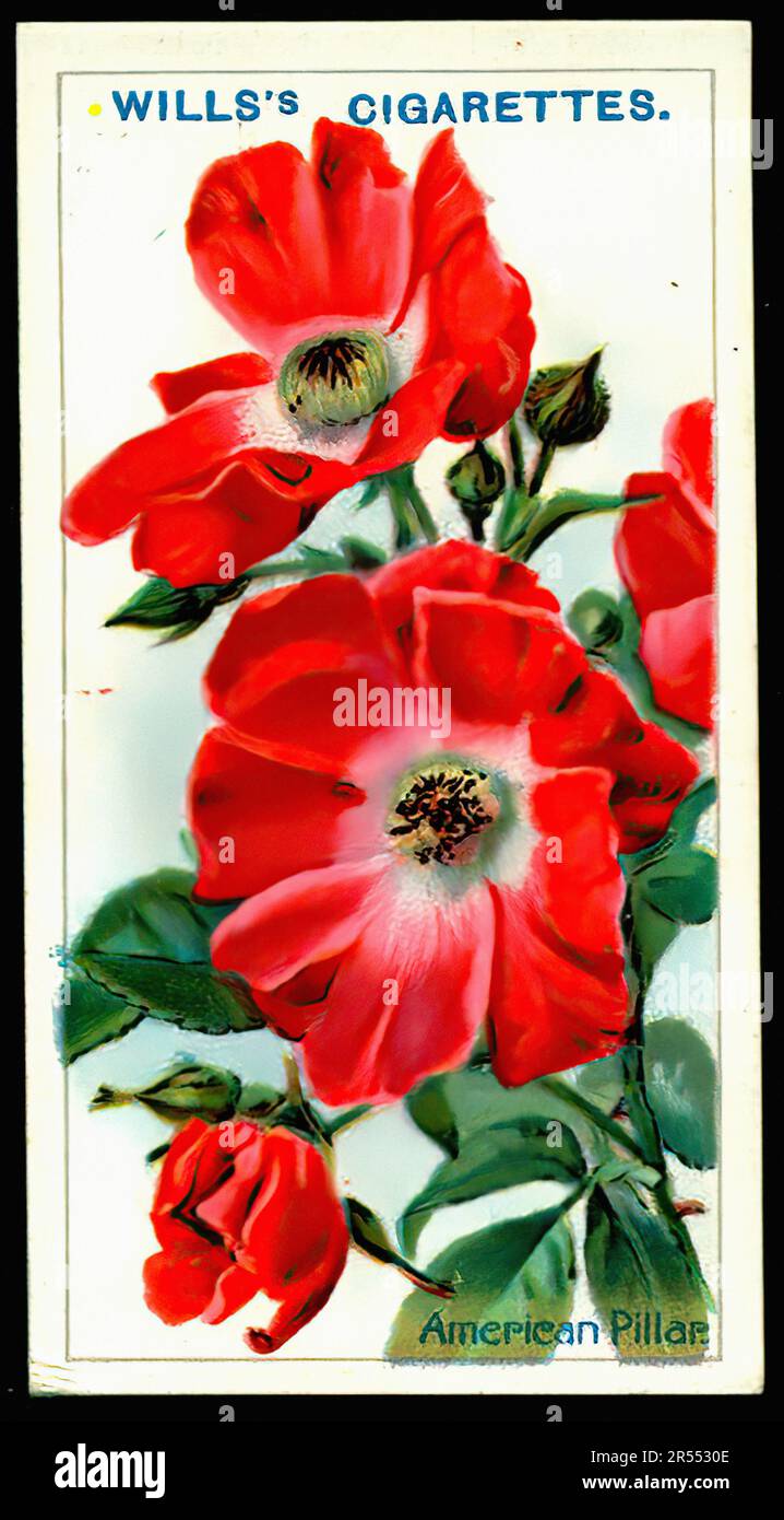 American Pillar Rose - Vintage Cigarette Card Stock Photo - Alamy