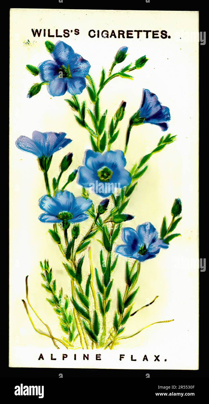Alpine Flax - Vintage Cigarette Card Stock Photo - Alamy
