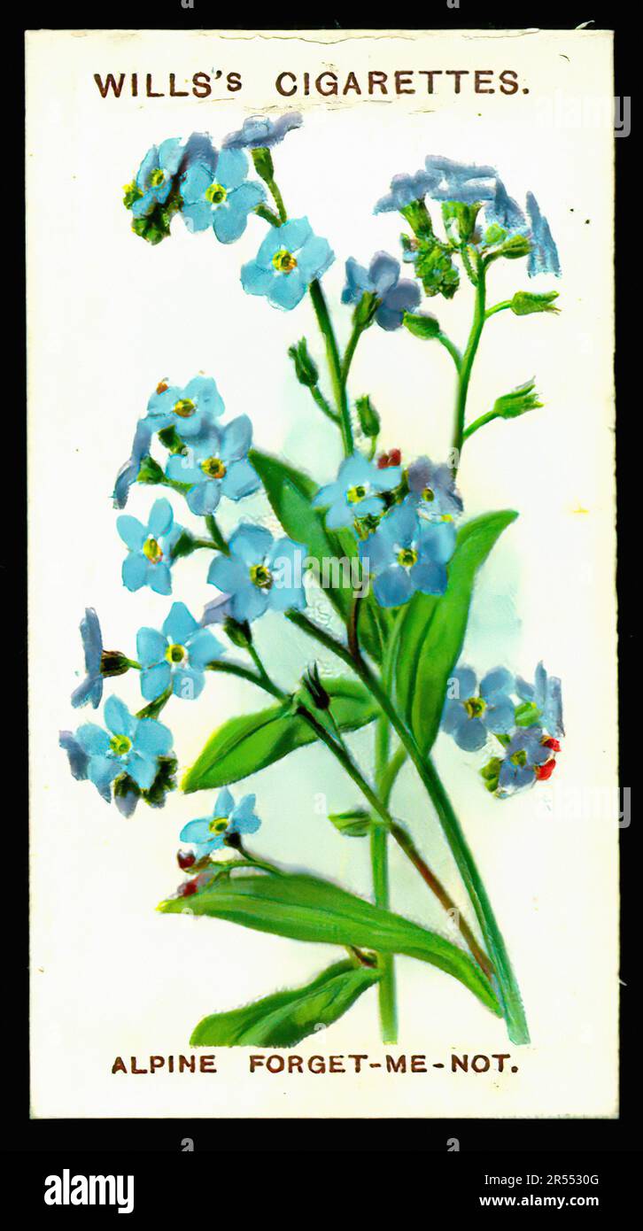 Alpine Forget-Me-Not - Vintage Cigarette Card Stock Photo - Alamy
