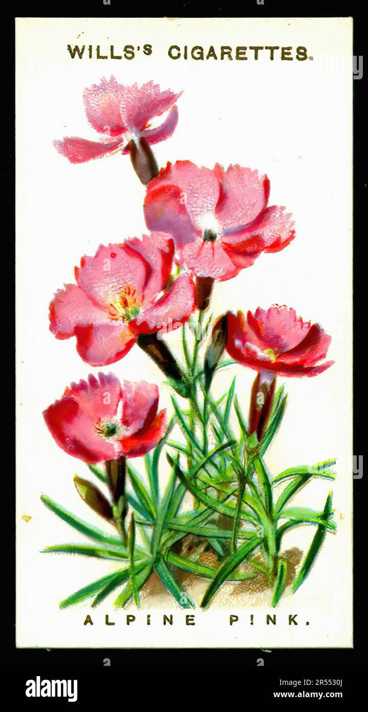 Alpine Pink - Vintage Cigarette Card Stock Photo - Alamy