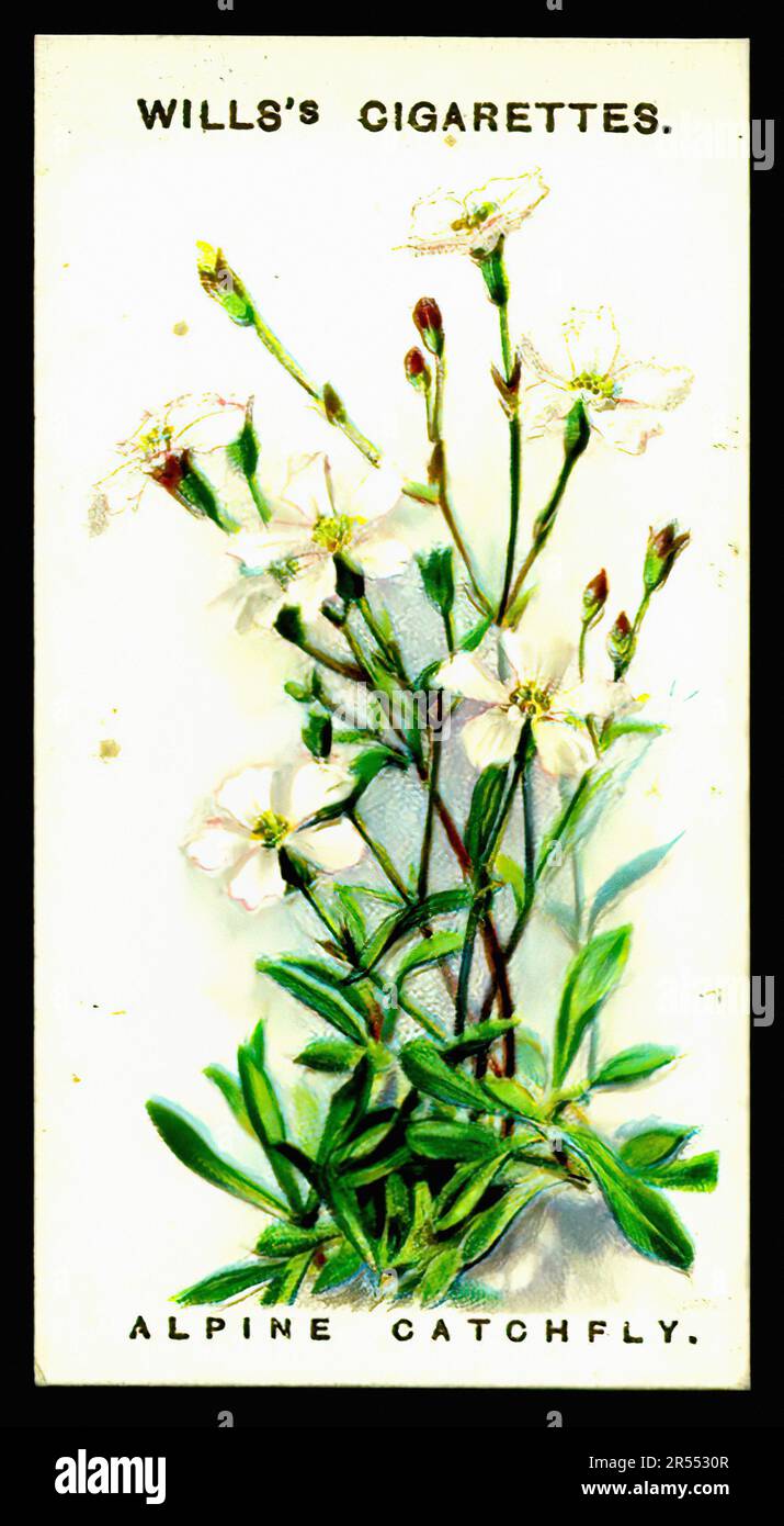 Alpine Catchfly - Vintage Cigarette Card Stock Photo - Alamy