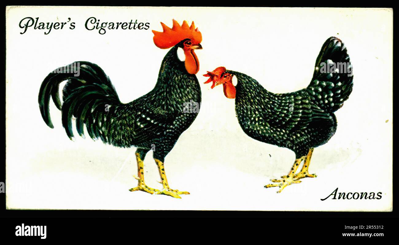 Anconas hi-res stock photography and images - Alamy