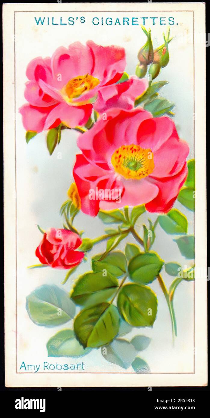 Amy Robsart Rose - Vintage Cigarette Card Stock Photo - Alamy