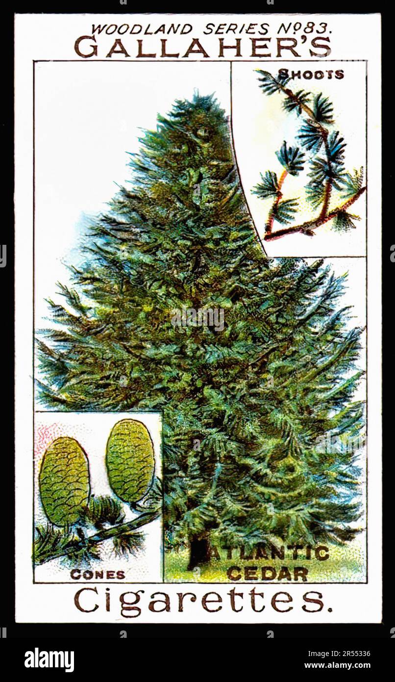 Atlantic Cedar Tree - Vintage Cigarette Card Stock Photo - Alamy