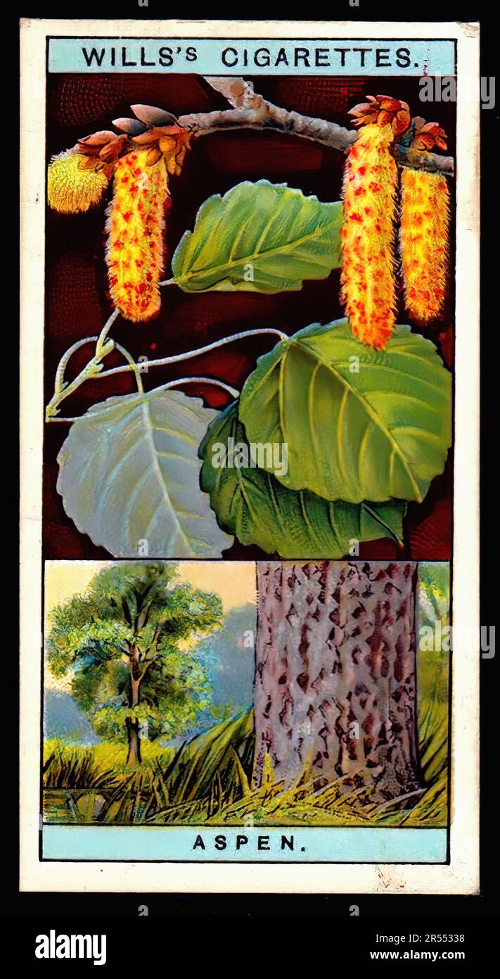 Aspen Tree 001 - Vintage Cigarette Card Stock Photo - Alamy