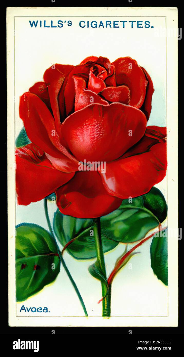 Avoca Rose - Vintage Cigarette Card Stock Photo - Alamy
