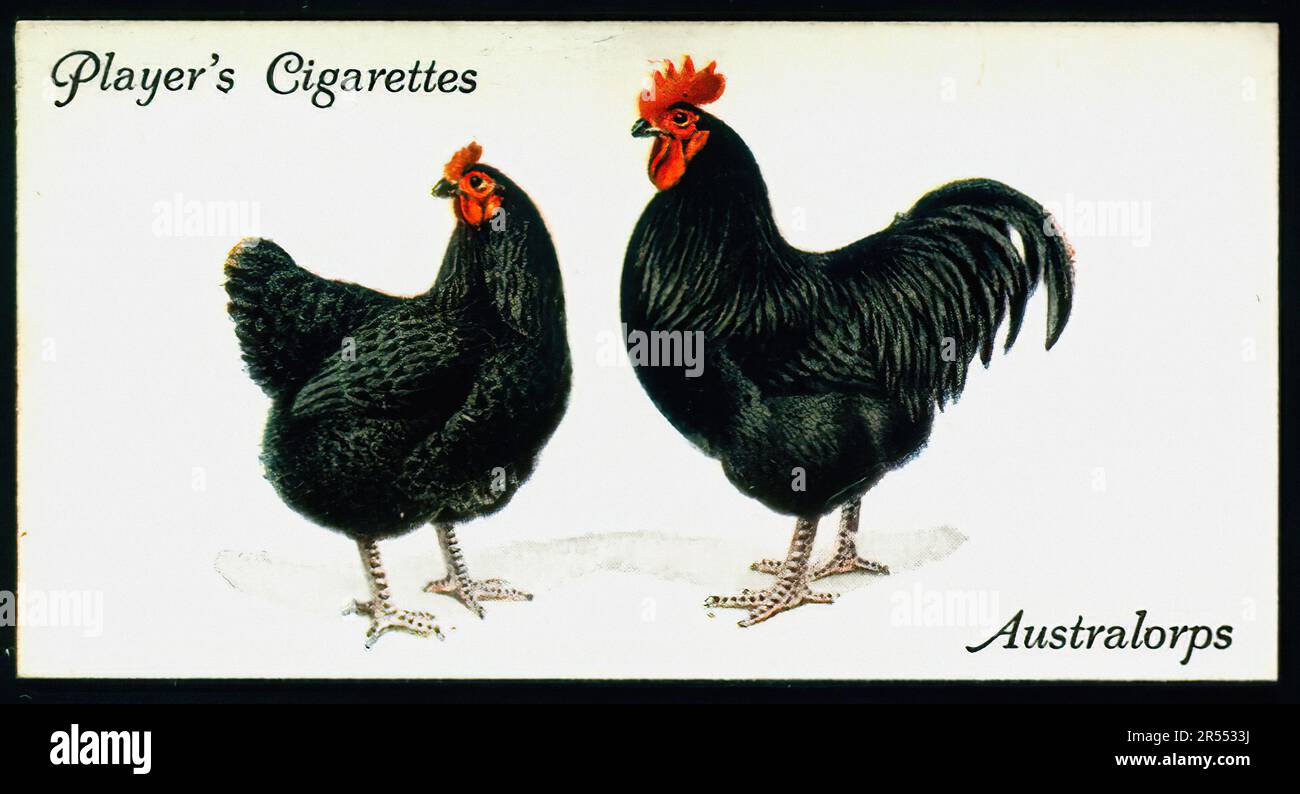 Australorps - Vintage Cigarette Card Stock Photo - Alamy