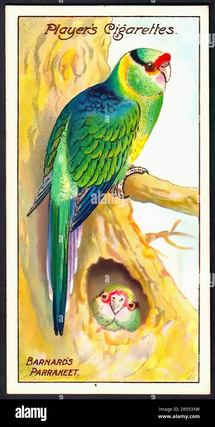Barnard's Parrakeet - Vintage Cigarette Card Stock Photo - Alamy