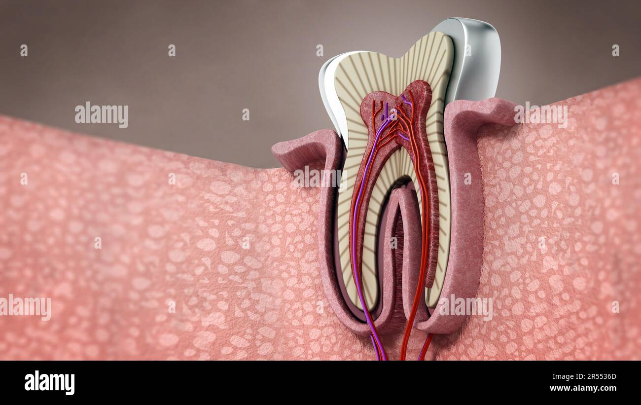 3D structure of a human tooth. 3D illustration Stock Photo - Alamy