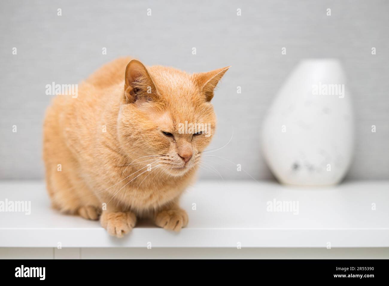 Sad cats hi-res stock photography and images - Alamy